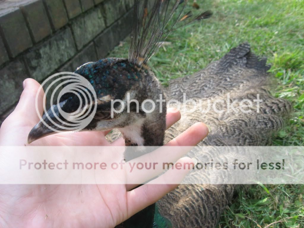 please post some pics of your peacocks | BackYard Chickens - Learn How ...