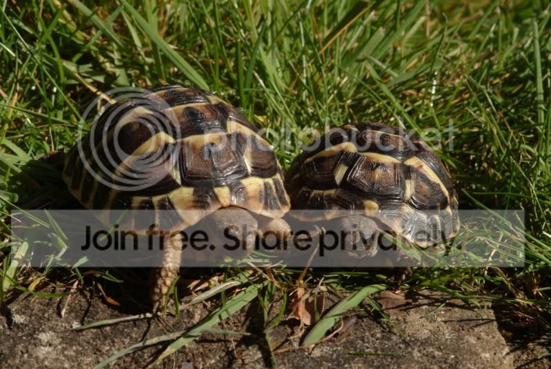 Hermanns and Dwarf Hermanns | Reptile Forums